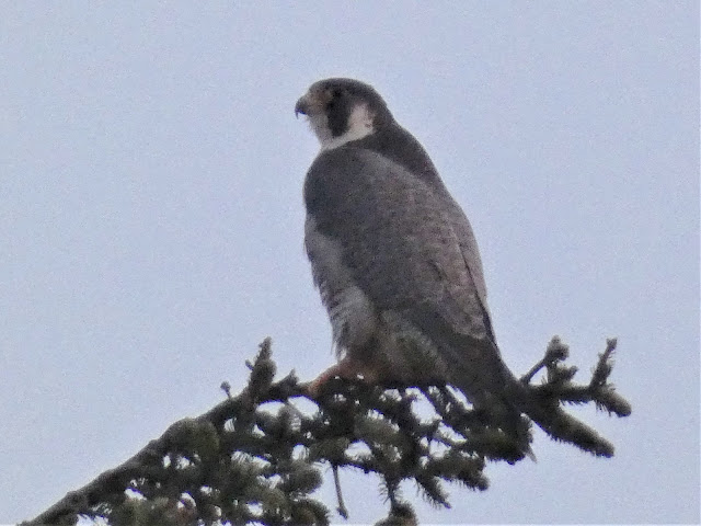 Geotripper's California Birds: Back From the Brink: Peregrine Falcon at ...