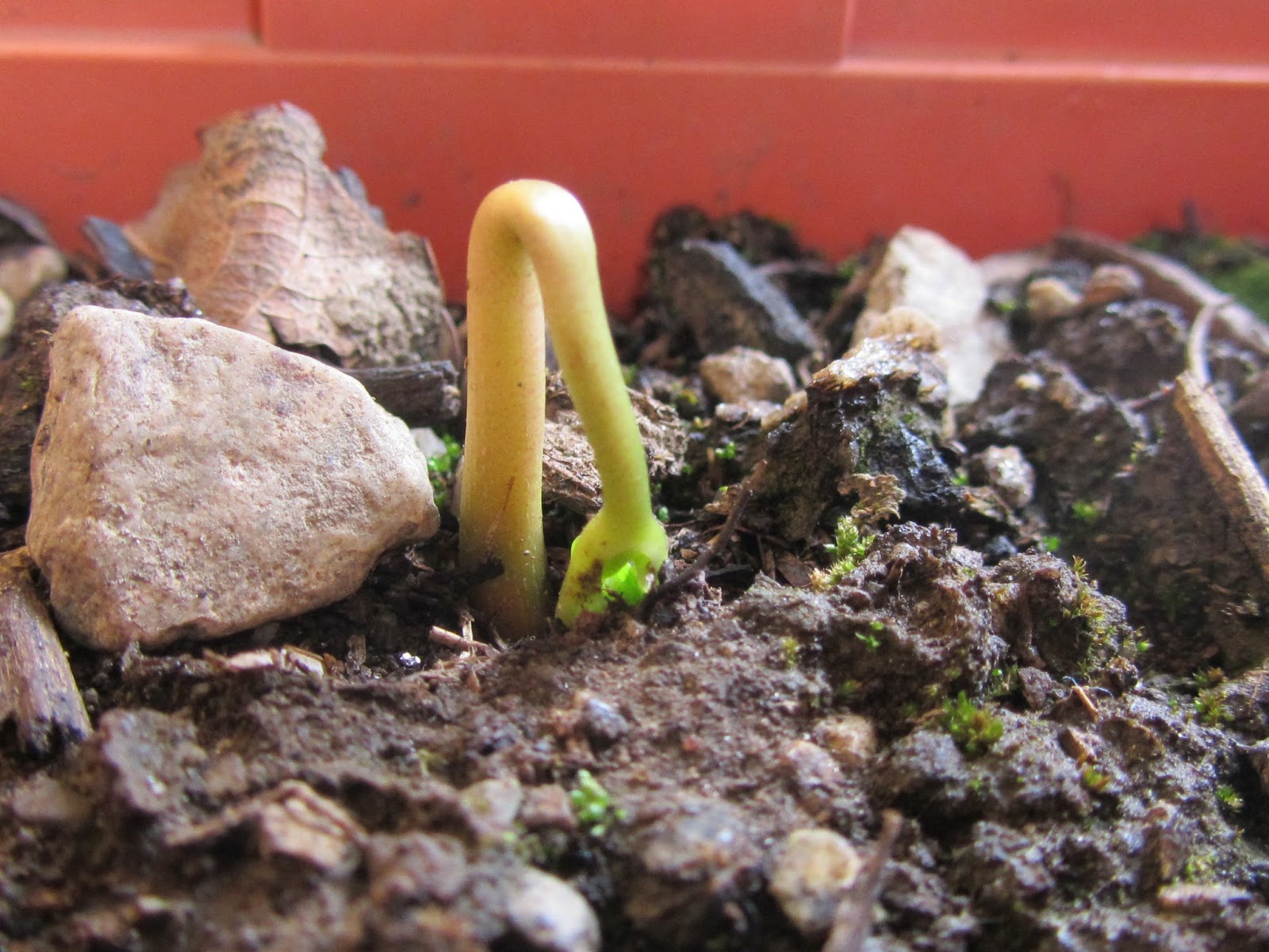 Come Coltivare l'Asimina triloba (Banano di Montagna)? Com'è il Sapore ...