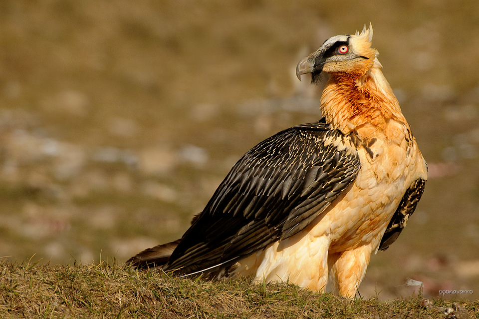 pponavarro: gypaetus barbatus - trencalòs - quebrantahuesos - ugatz ...
