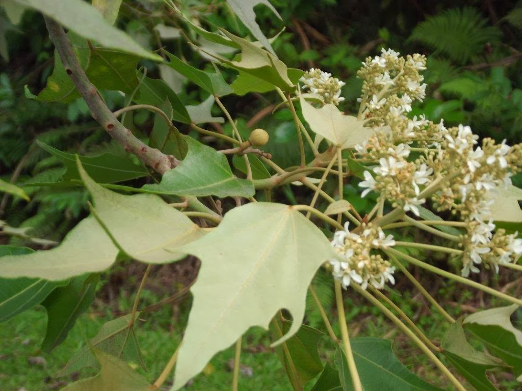Garden Club of PEI: Gardens of the World : Ho'omaluhia Botanical Garden ...