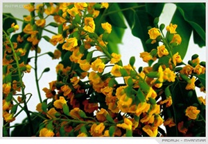 Asean day: ASEAN national flower.