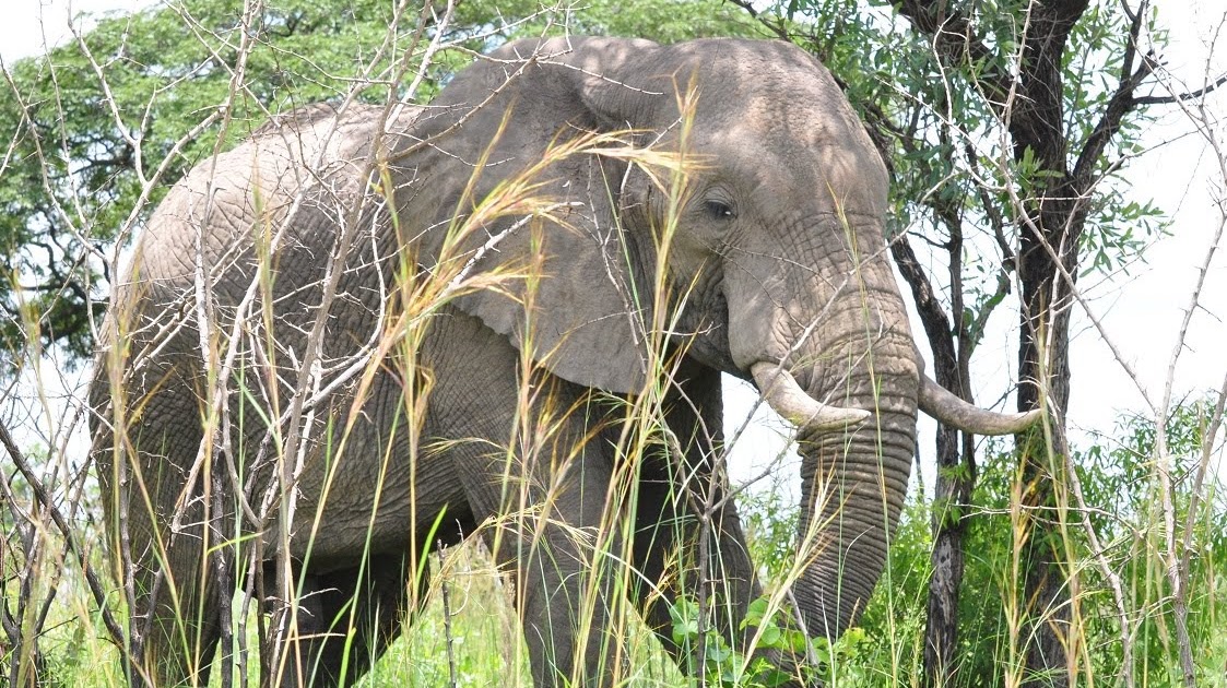 Don't Worry Be Happy: Baboons, Elephants, Impala, Leopards and MORE