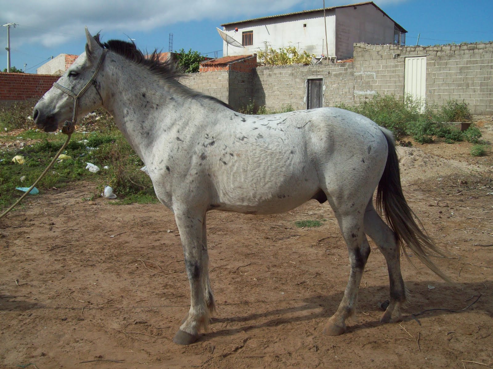 CAVALO NORDESTINO: Reprodutor da Margem do Lago de Sobradinho