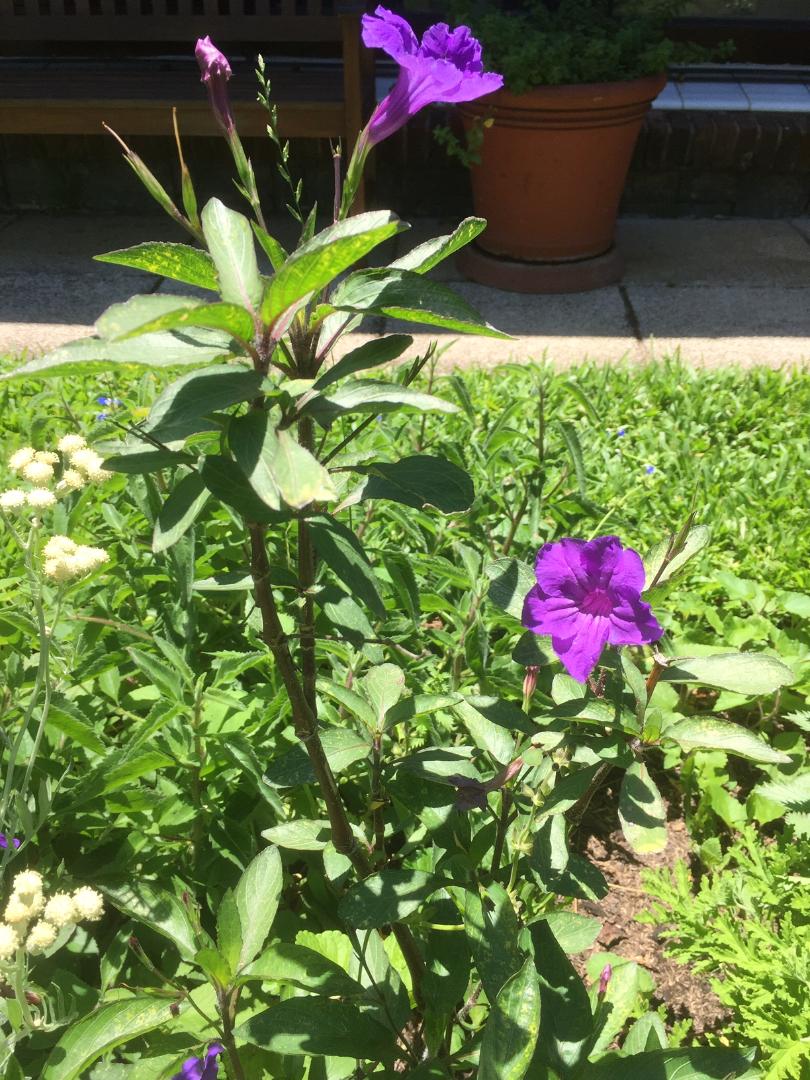 Cory's Native Garden