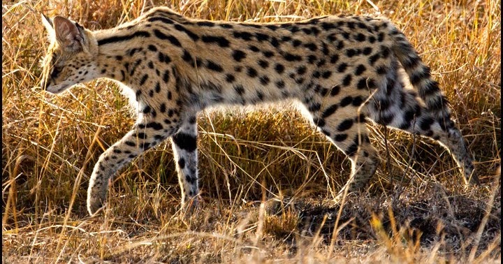 El Herrerillo: Serval (Leptailurus serval)