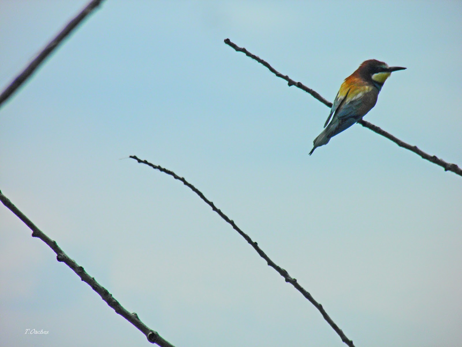 PASARI DIN ROMANIA: PRIGORIE, Merops apiaster