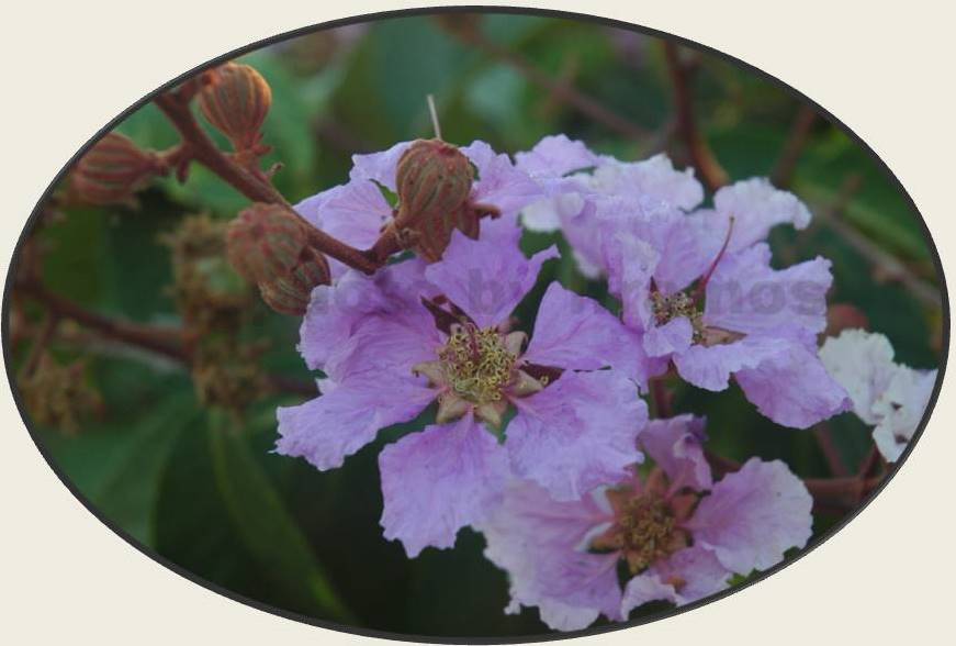 Naquem.: Getting to know the flora of Zambales