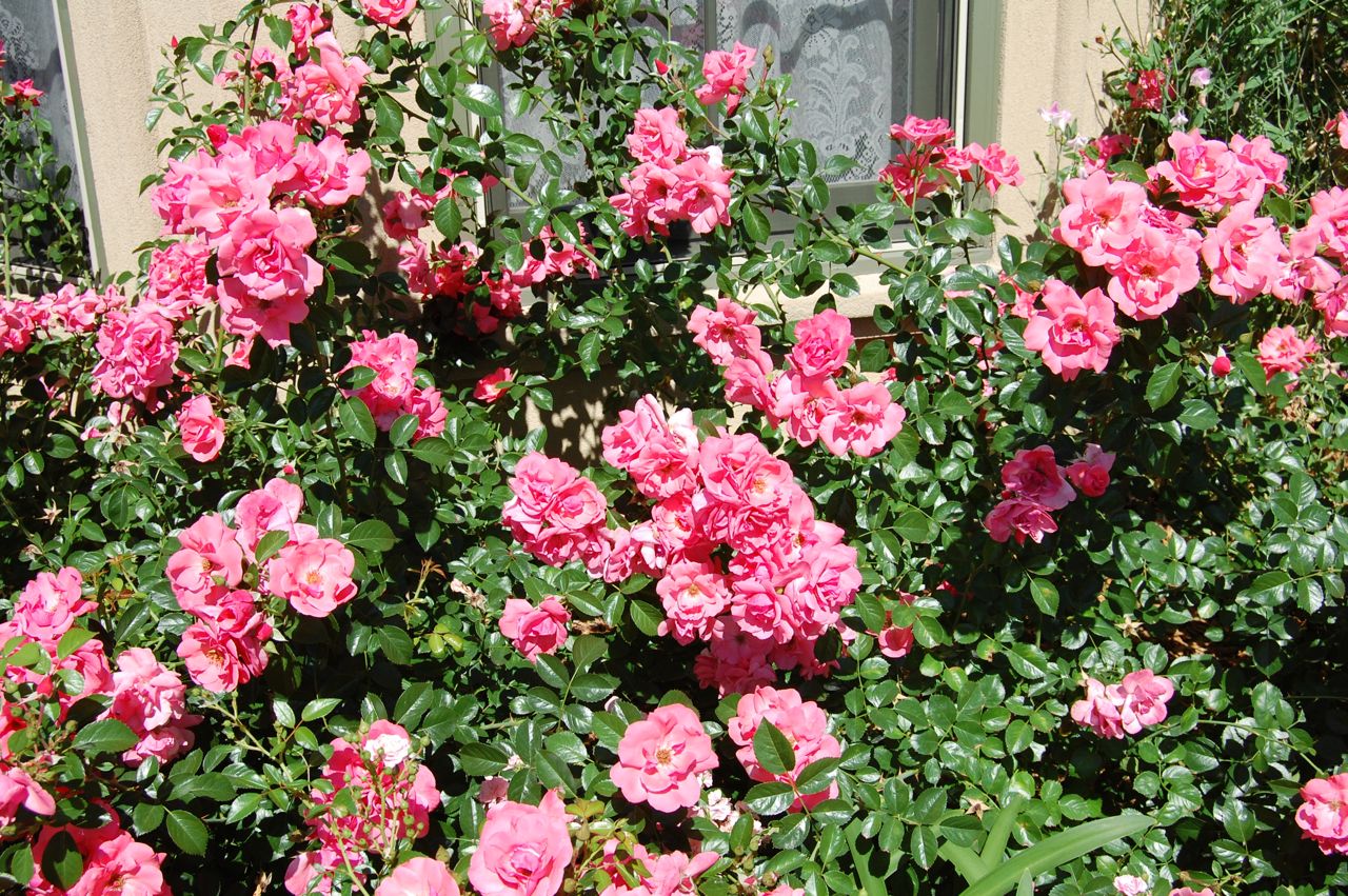 Jeannie's Fairy Rose Louisiana Garden: Lady Elsie May in My Front Garden