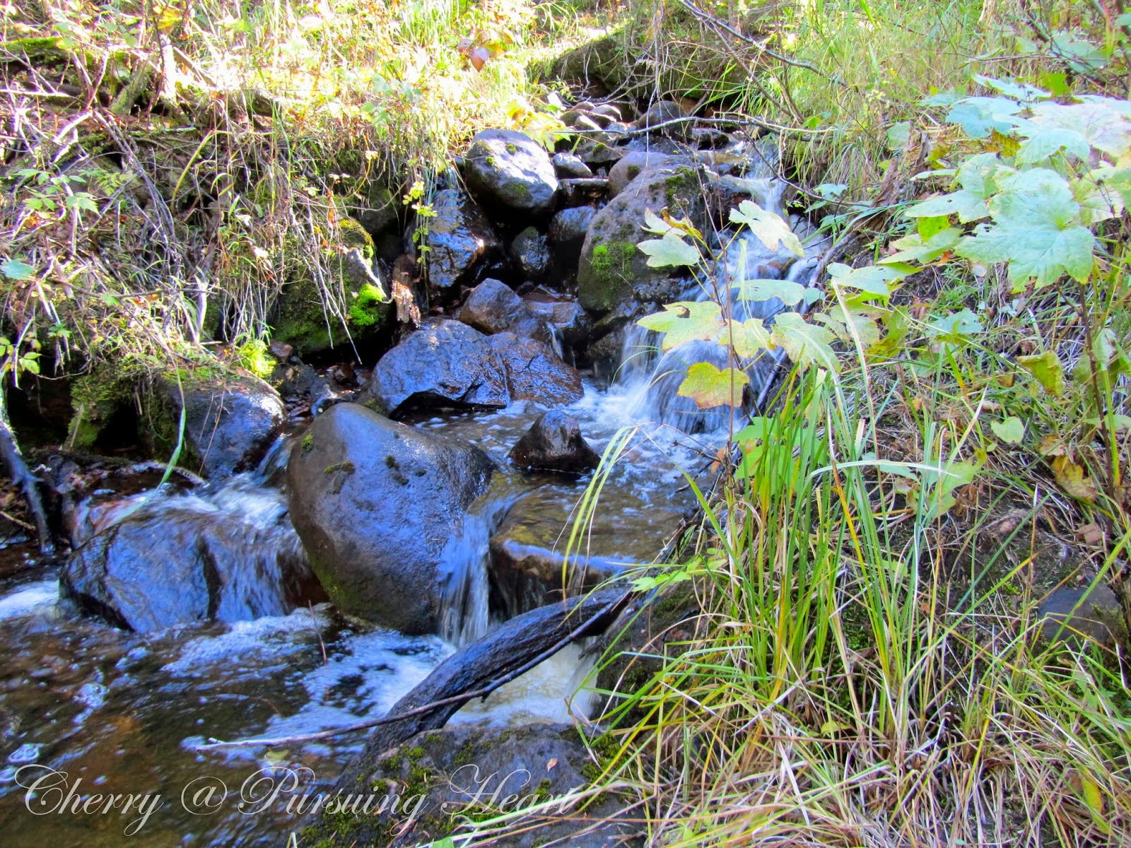 Pursuing Heart: Living Streams {First Love}