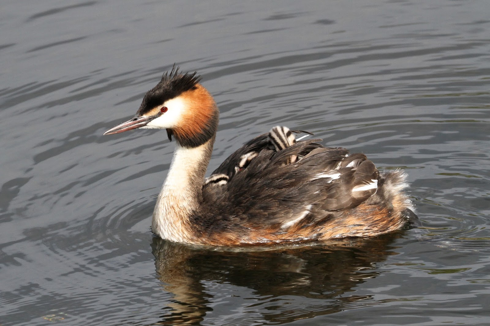 TrogTrogBlog: Bird of the week - Great crested grebe