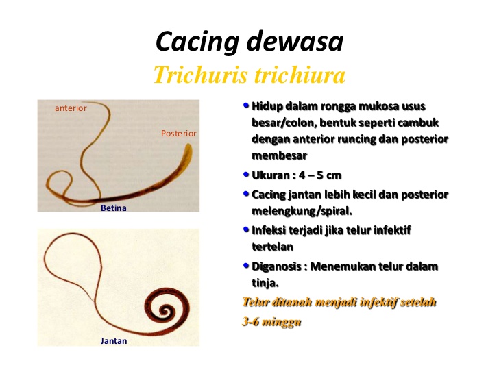 Analis: MACAM-MACAM TELUR CACING PARASIT