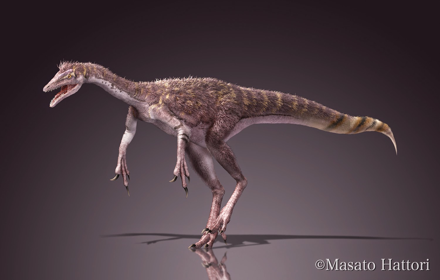 Marchan Blog: コエルルス Coelurus