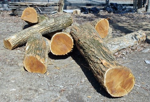 UNDER THE FLAPS: The Osage Orange Tree and Robin Hood