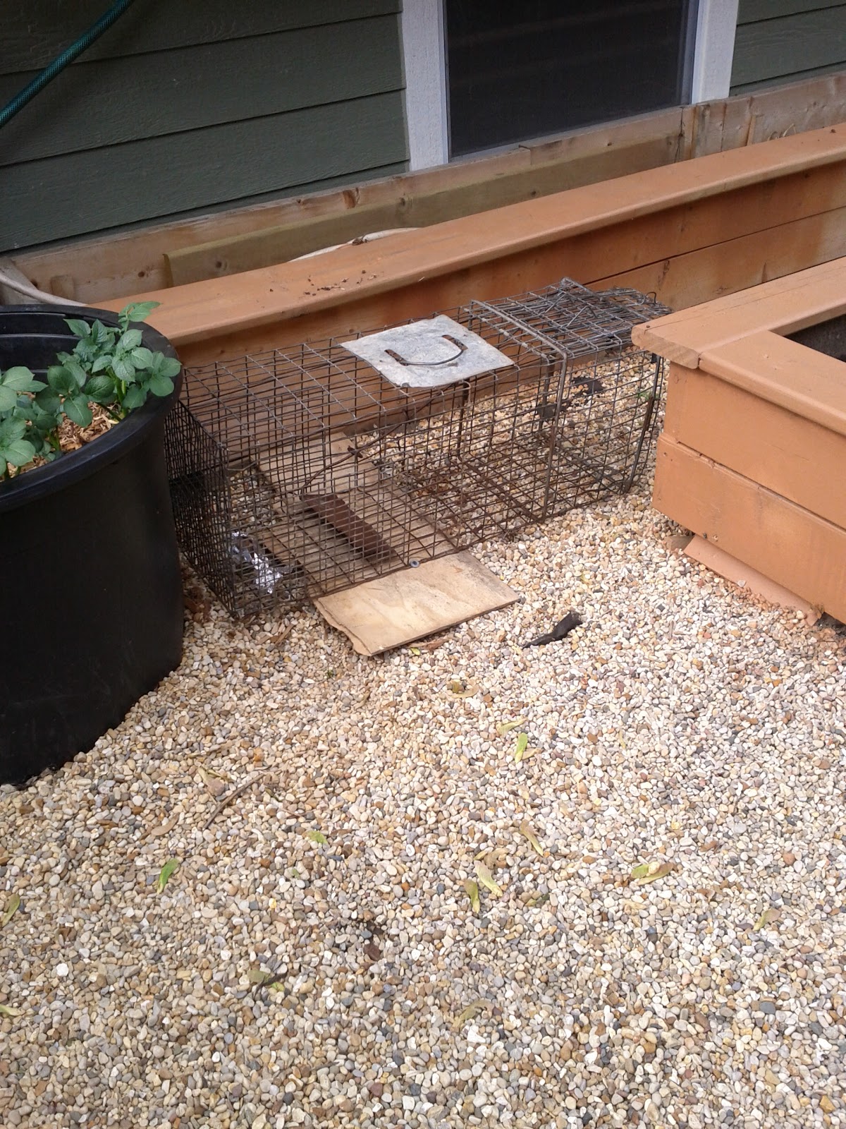 How to Trap A Racoon - Part 1