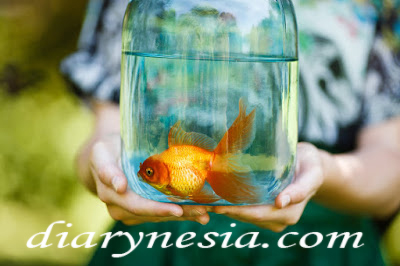 7 Wildly Popular Indonesian Aquarium Fish