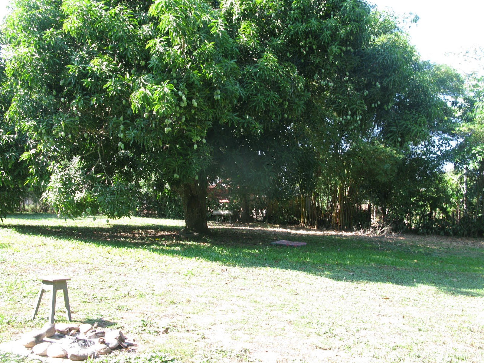 All Accordin': Mango Garden Cabins at "Sambo - Shipibo Ayahuasca Retreat"