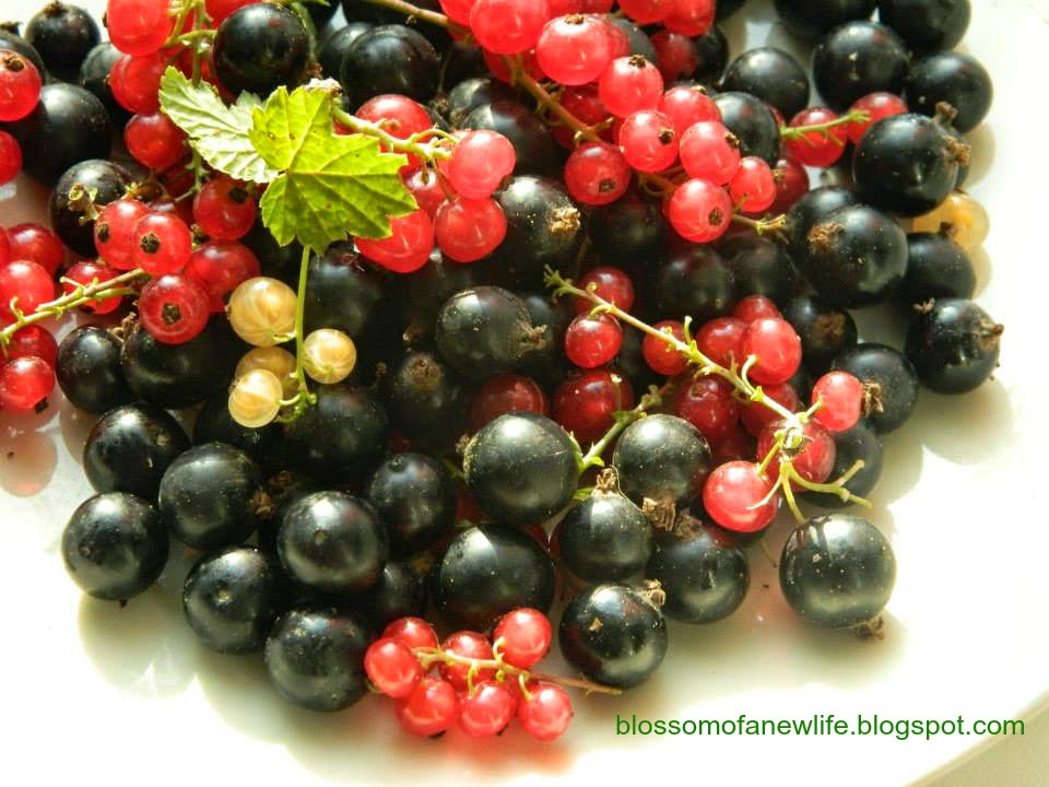 Coacaze. Valoarea Nutritivă şi Proprietăţi Terapeutice