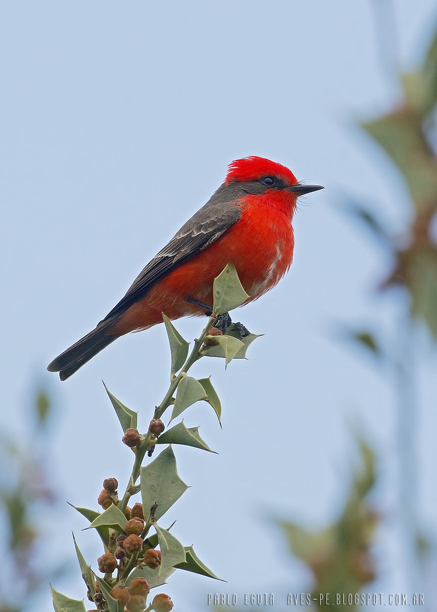 mis fotos de aves: Pyrocephalus rubinus Churrinche Common Vermilion ...