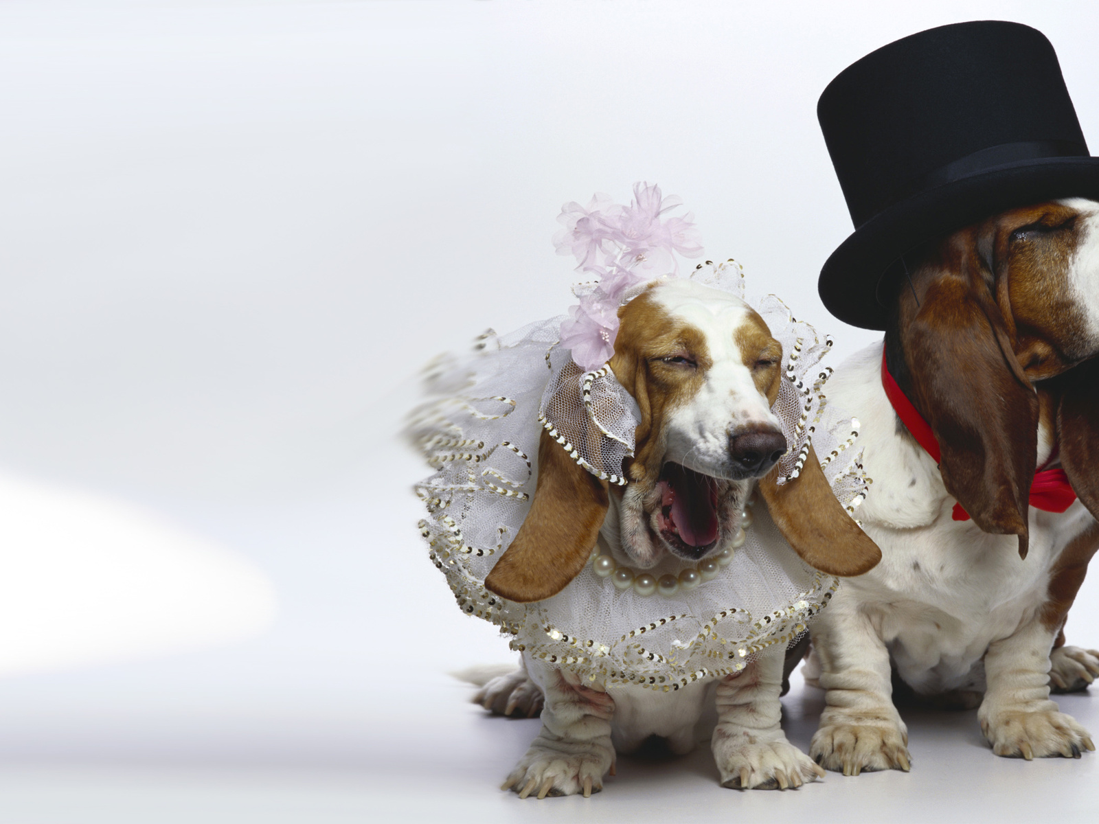 Fotos de perritos con ropa - Imagui