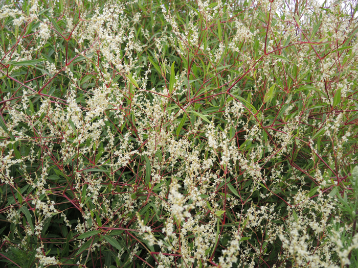 Tulp ja tulp: POLYGONUM DIVARICATUM