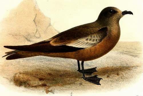 Swinhoe's storm petrel | Birds of India | Bird World