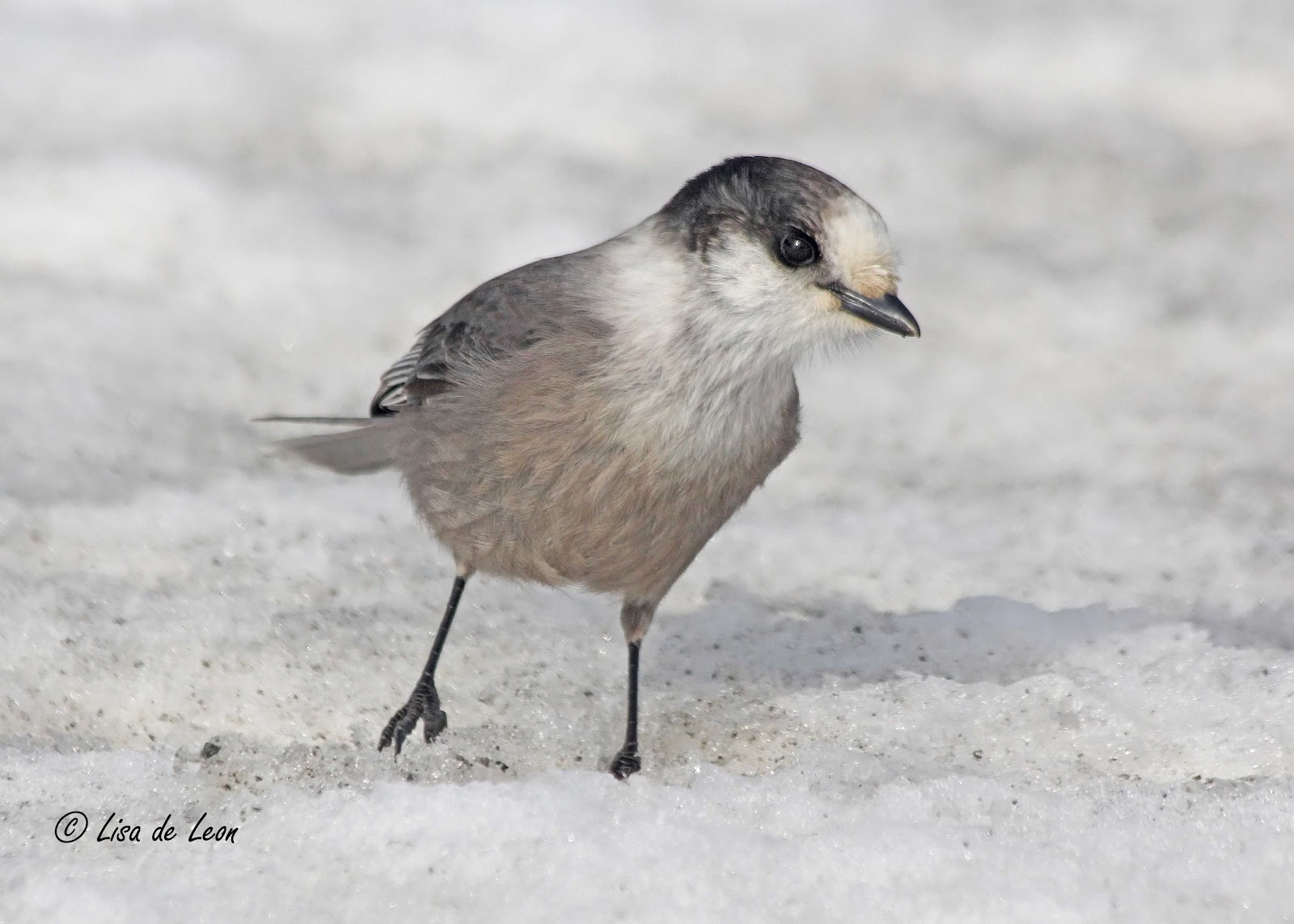 Birding with Lisa de Leon: Close Encounter with a Gray Jay