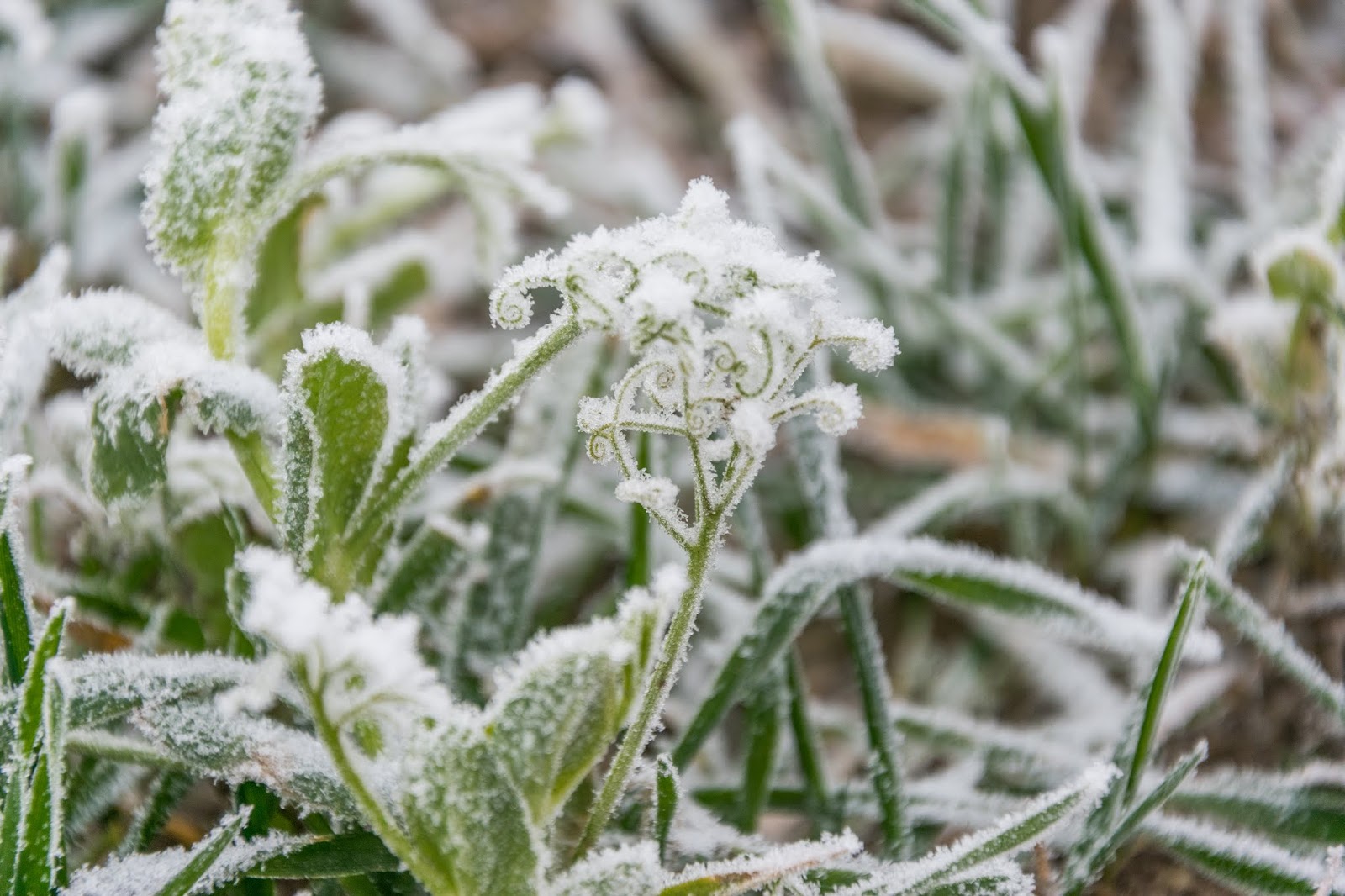 News - Transport for Buckinghamshire: 'What the heck is a hoar frost ...