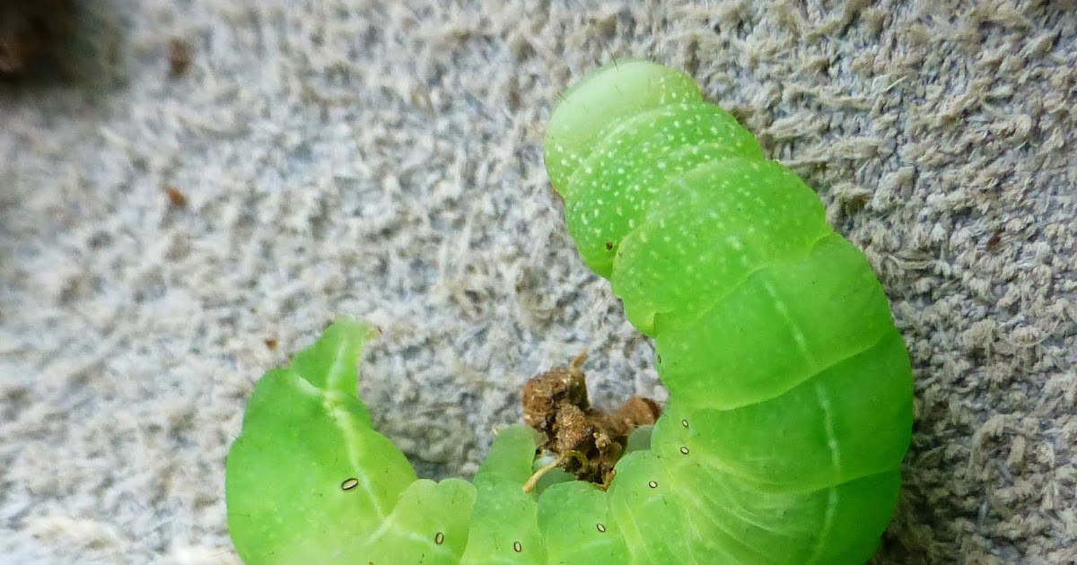Invasive Plants in Arlington: Caterpillar