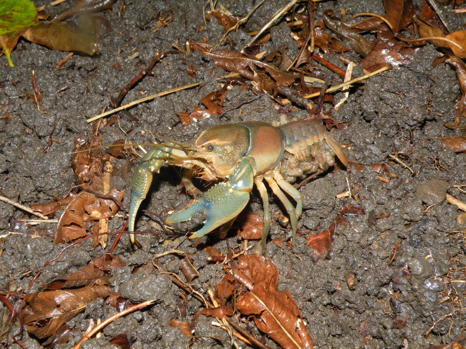World Peace Wetland Prairie: Burrowing crayfish common at World Peace ...