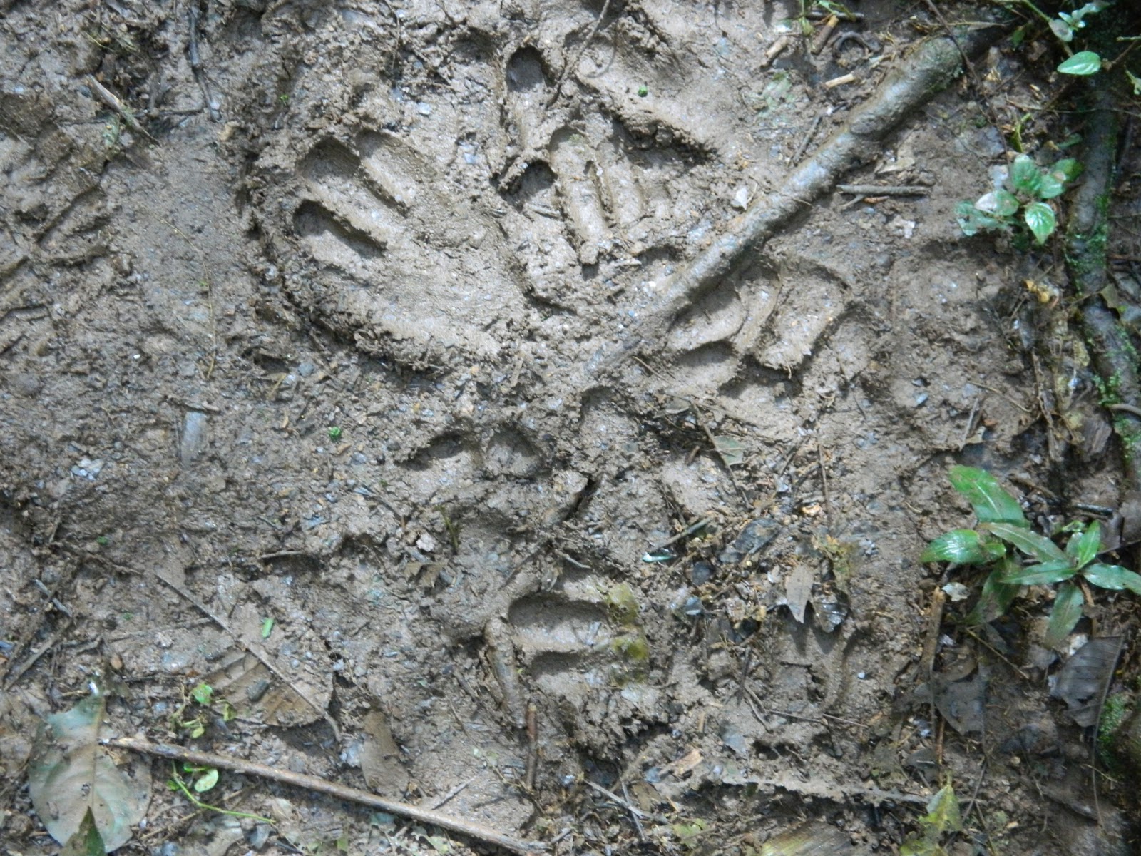 Rwanda on the Wing: Leave only footprints