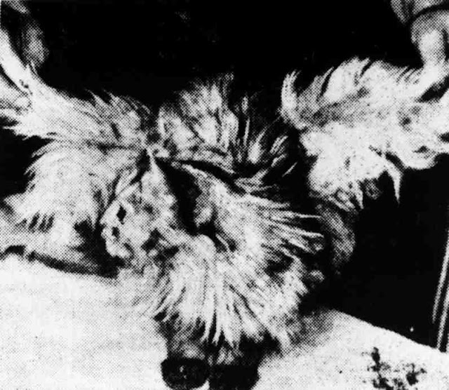 GATOS ALADOS! Os Incríveis Gatos com ASAS