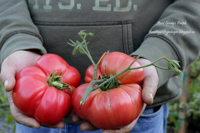 Tanja's Top Twelve Heirloom Tomatoes 2016