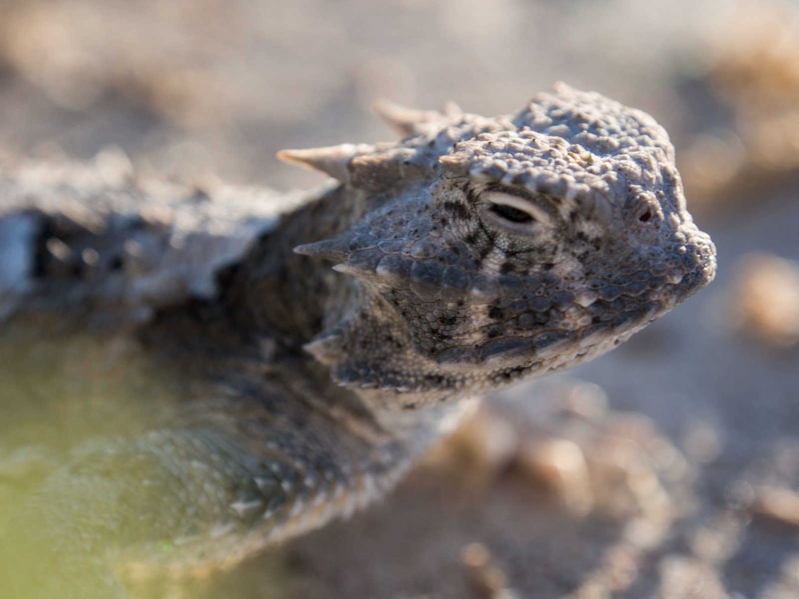 Horned Lizard near Dugway Geode Beds, Utah : r/pics