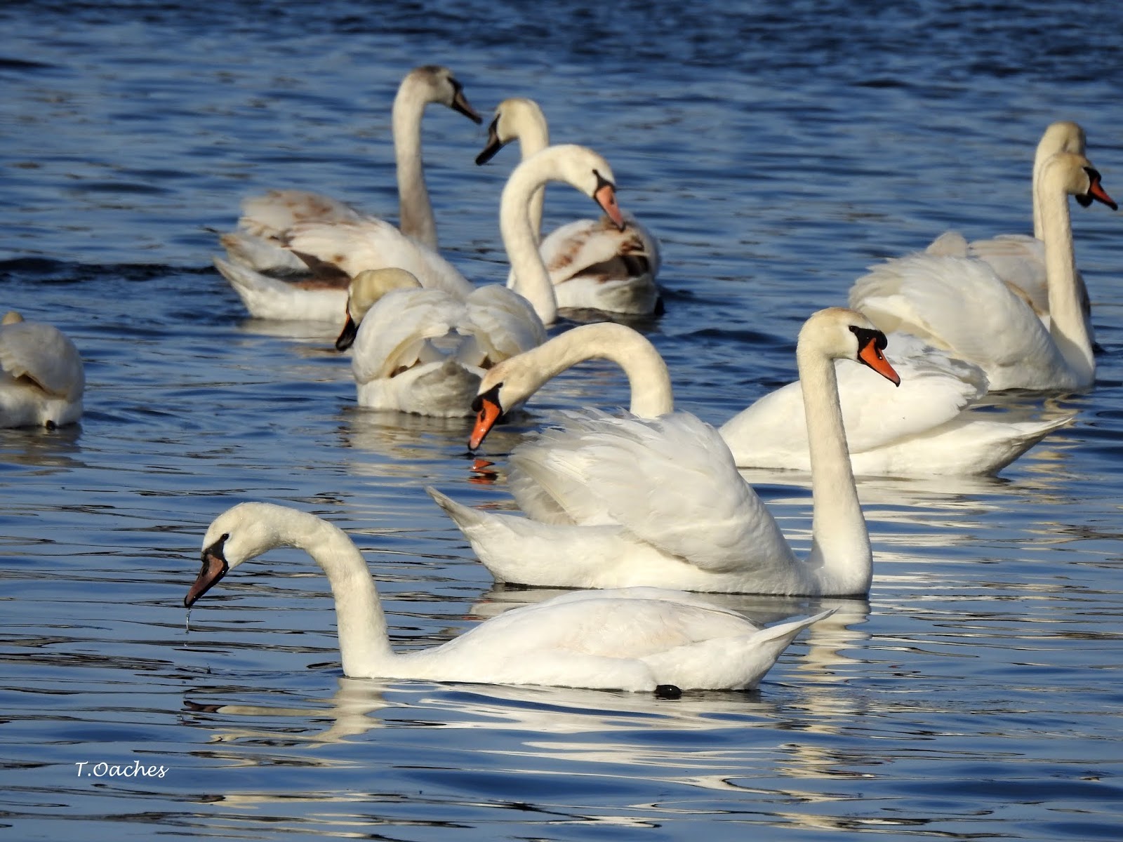 PASARI DIN ROMANIA: LEBADA DE VARA (1), Cygnus olor