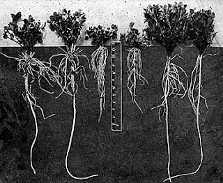 Sustainable Ag: A View from the Field: 2017