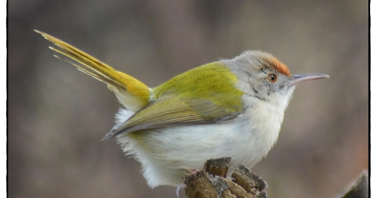 The Common Tailorbird (Orthotomus Sutorius) Pictures and Detail