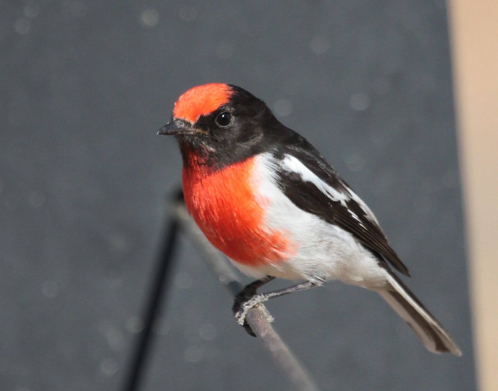 Richard Waring's Birds of Australia: Red-capped Robin - what a ...