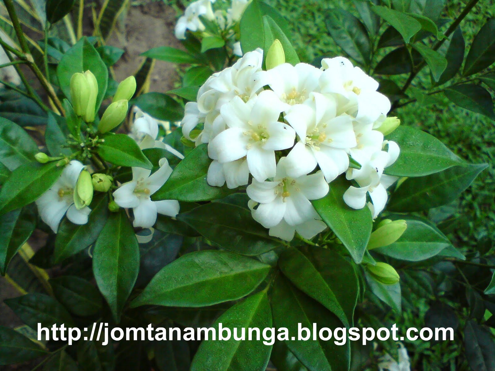 Jom Tanam Bunga: Wangi Si Putih