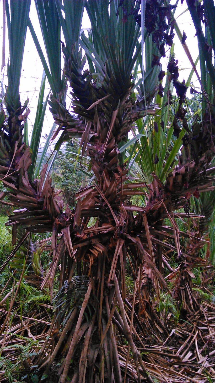 Jom Buat Sendiri.: asal pokok mengkuang dan tikar mengkuang
