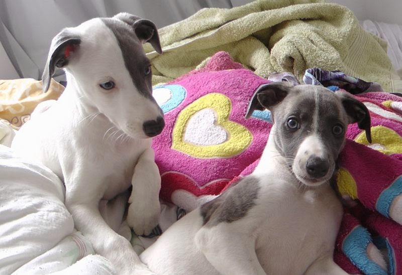 Mini Galgos