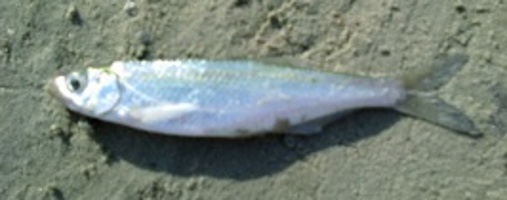 Pescari sportivi