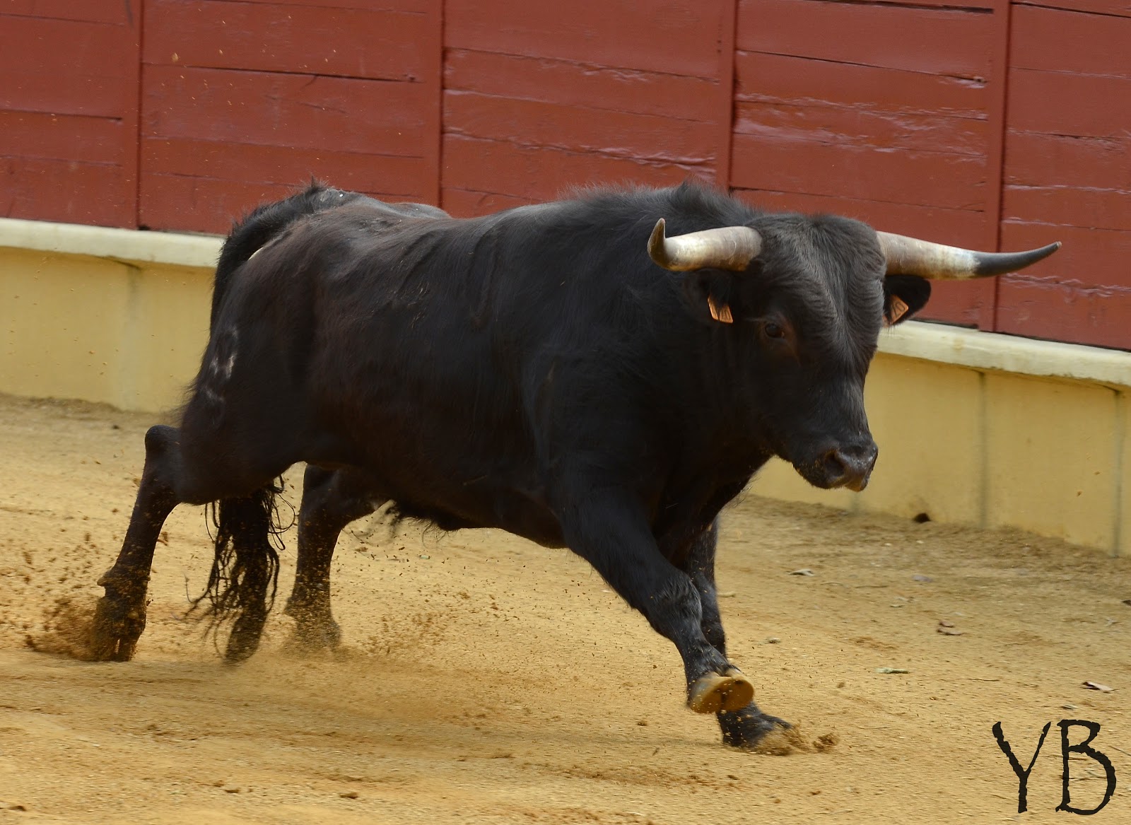 Bienvenue sur Yann BRIDONNEAU photographies.: NOVILLADA DE MALABAT A ...