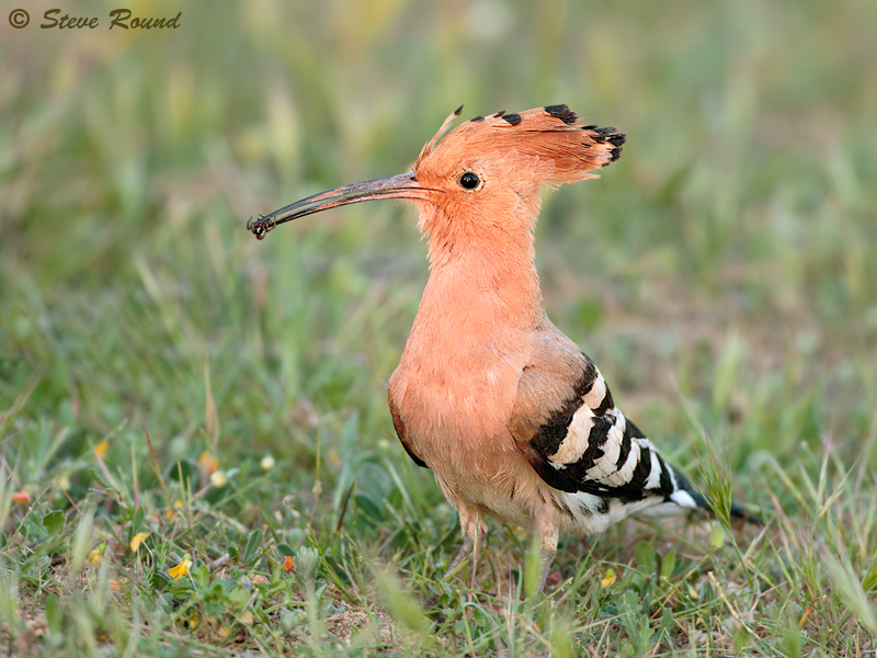 Steve Round Wildlife Photography: Hoopoes