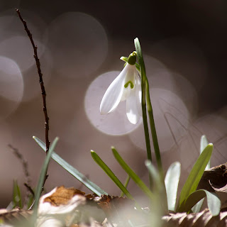 Történetek képekkel: Tavaszi tőzike
