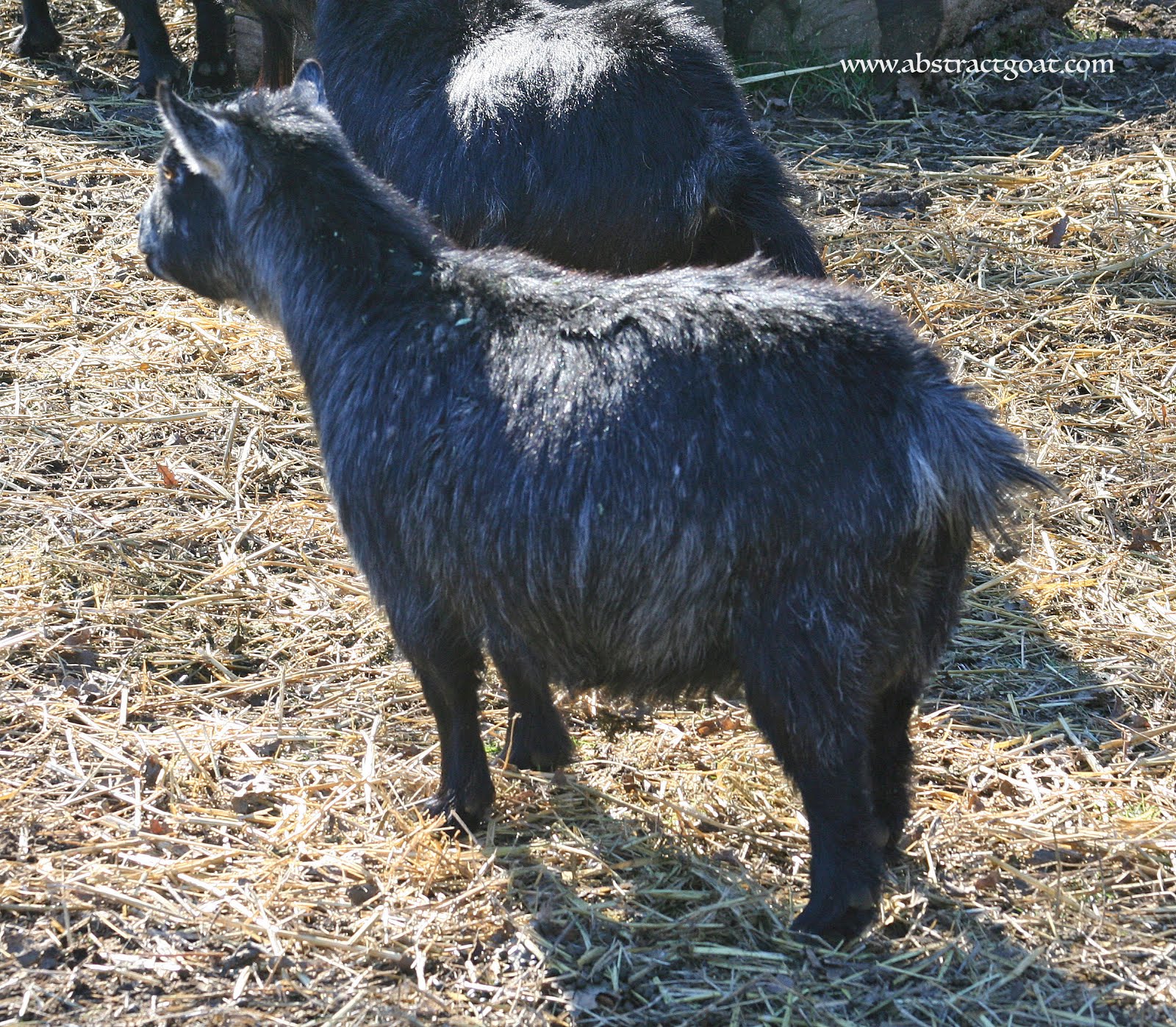 Abstracts from the Goat Farm: Is it a Sheep or a Goat?