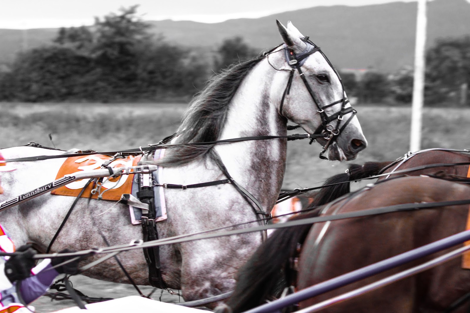Harness Racing in the UK: Hoof Beats magazine photo competition