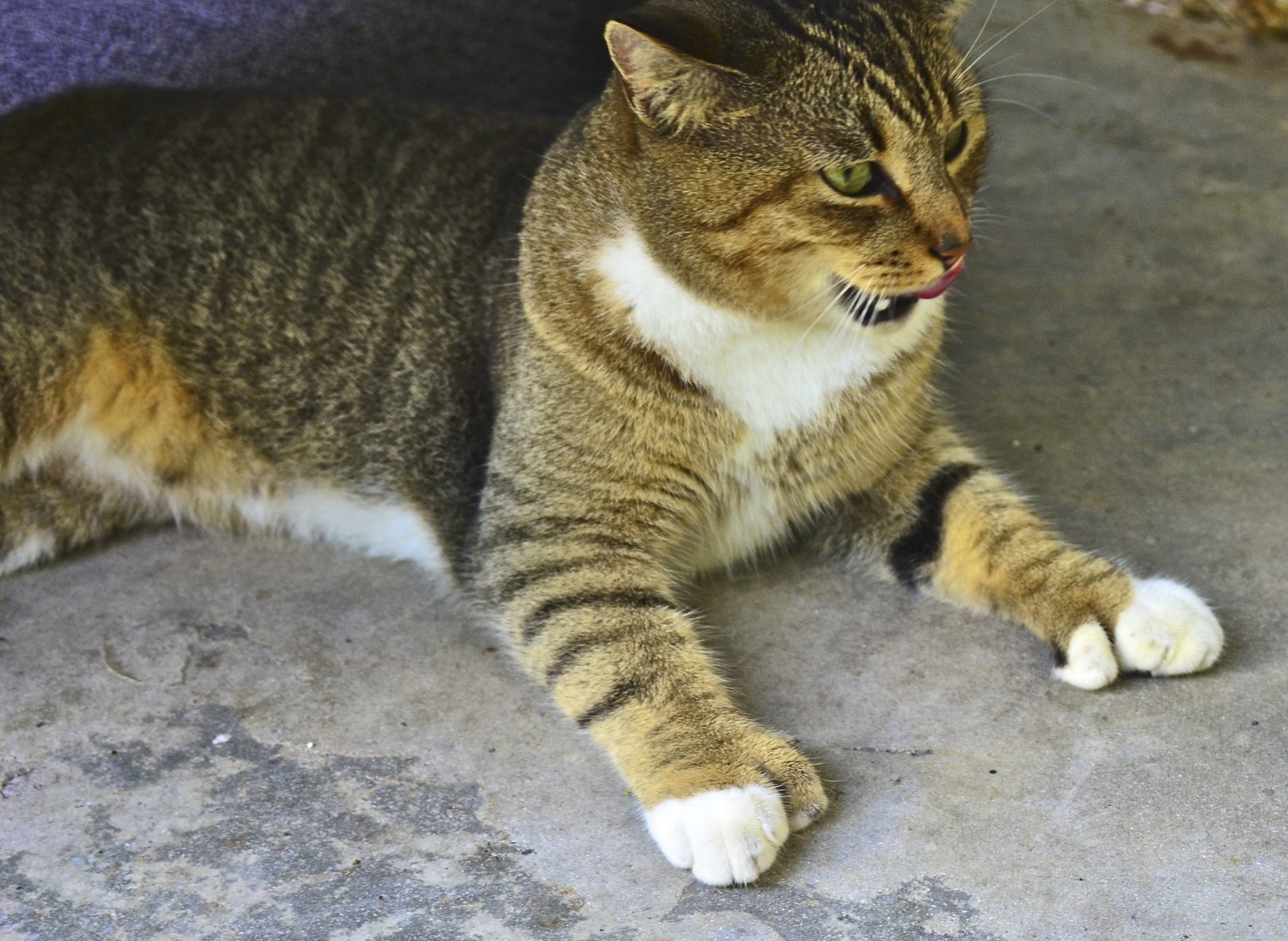 missing moments: Key West, Hemingway & polydactyl cats ...