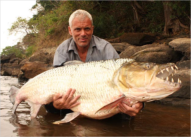Goliath Tigerfish, Fish Predators Crocodile - Todays-update