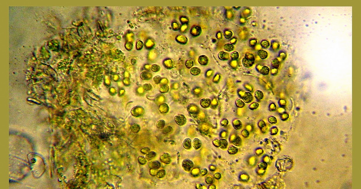 Cultivo de Microalgas em Fotobiorreatores: Água dulcícola... Represa ...
