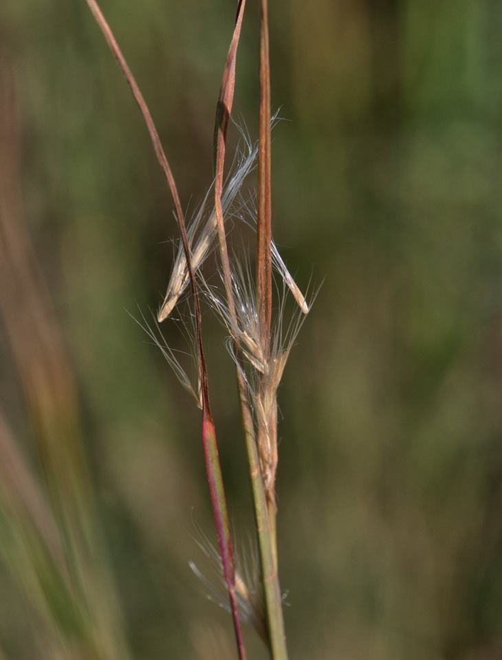Broomsedge Grass